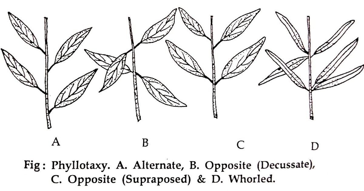 PHYLLOTAXY