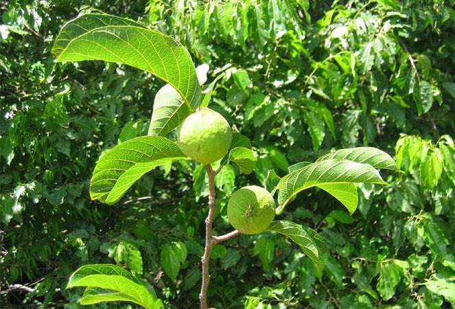 Tanaman Berbahaya: Pohon Upas