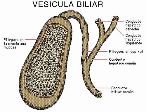 DISCIPULI MINERVAE: Timoléptico,tricógeno y colagogo.