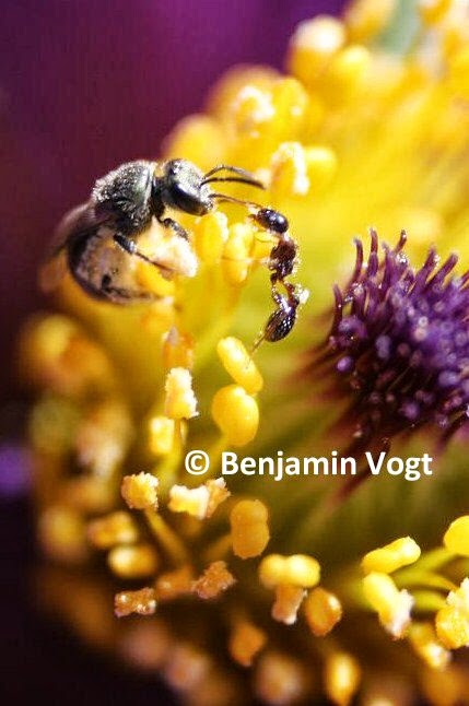 T h e | D e e p | M i d d l e: Gardening with Natives as a Moral Act ...