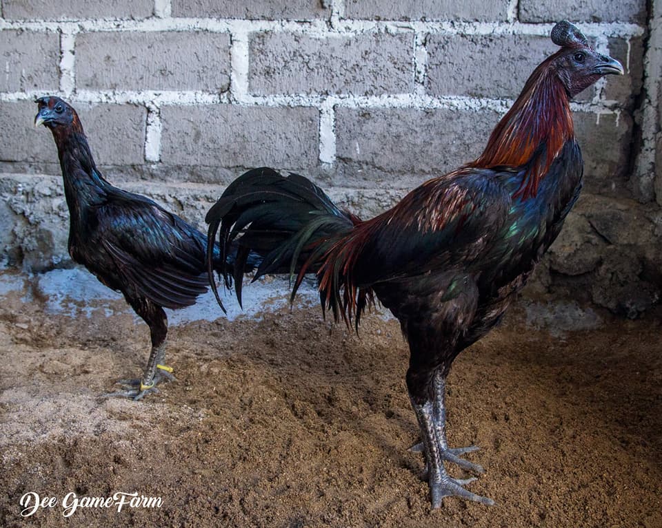 sakeang game farm: gambar foto ayam peru asli pure peruvian gallos