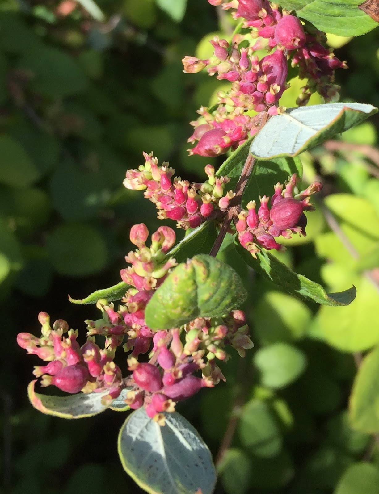 Princeton Nature Notes: Coralberry: Late-Bloomer in the Whole Earth ...