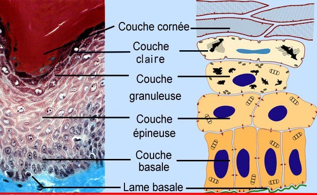 La graine cosmétique : Quelle plante pour ma peau ?: Zoom sur l'épiderme