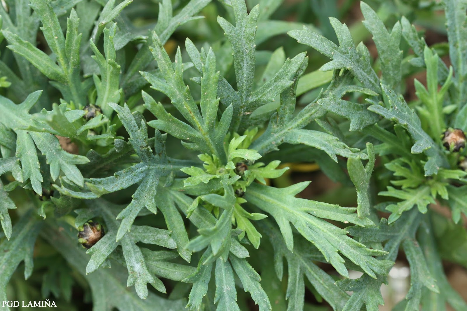 MATRICARIA MARITIMA. matricaria.