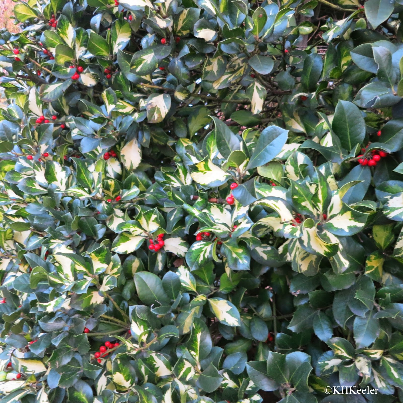 A Wandering Botanist: Plant Story -- Holly (Ilex aquifolium ...