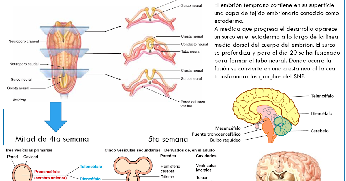 BLOG DE FISIOLOGIA: Desarrollo embrionario del encéfalo