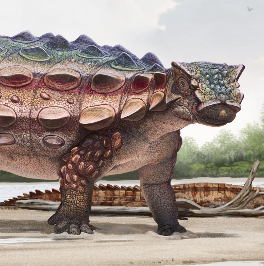 Species New to Science: [Paleontology • 2018] Akainacephalus johnsoni ...