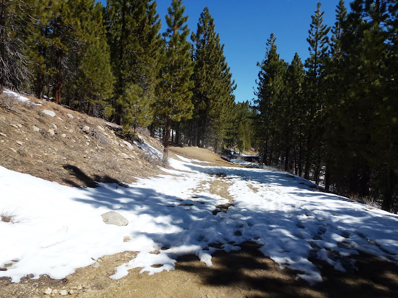 Mt. Pinos (Los Padres National Forest)