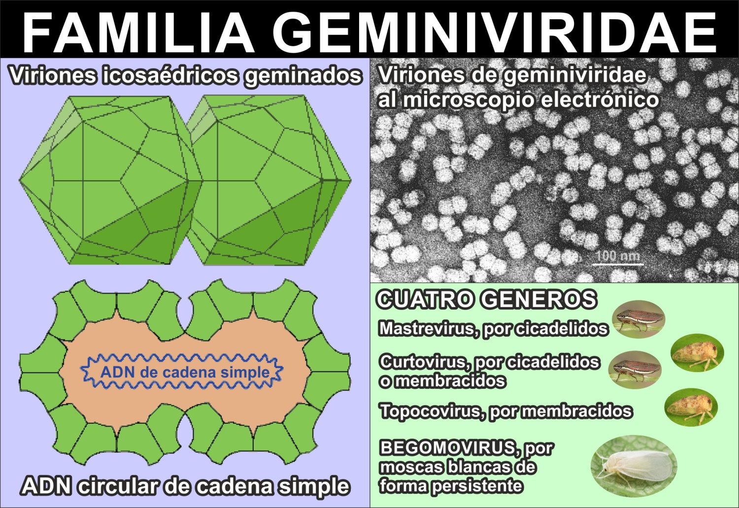 Homo agricola: Los Begomovirus de la familia Geminiviridae