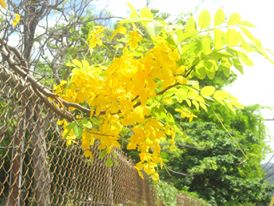 Aloha from Hawaii: Rainbow Shower trees in the Rainbow state of Hawaii.