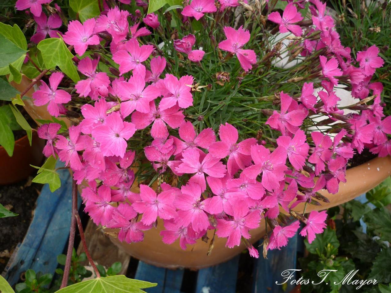 Flores y plantas silvestres: " Dianthus barbatus ". Clavelina. Clavel ...