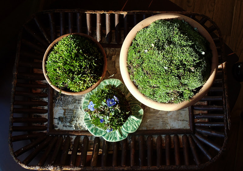 Upstairs Downstairs: Pots Of Moss