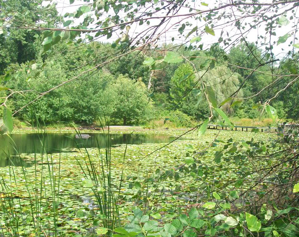 Faith, Hope, and Publication: STUDY IN SUMMER: WALNEY POND