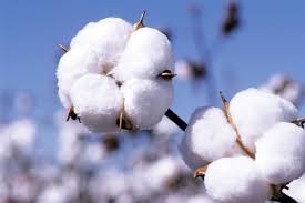 undies-online: Viete z coho je vyrobene Vase spodne pradlo???