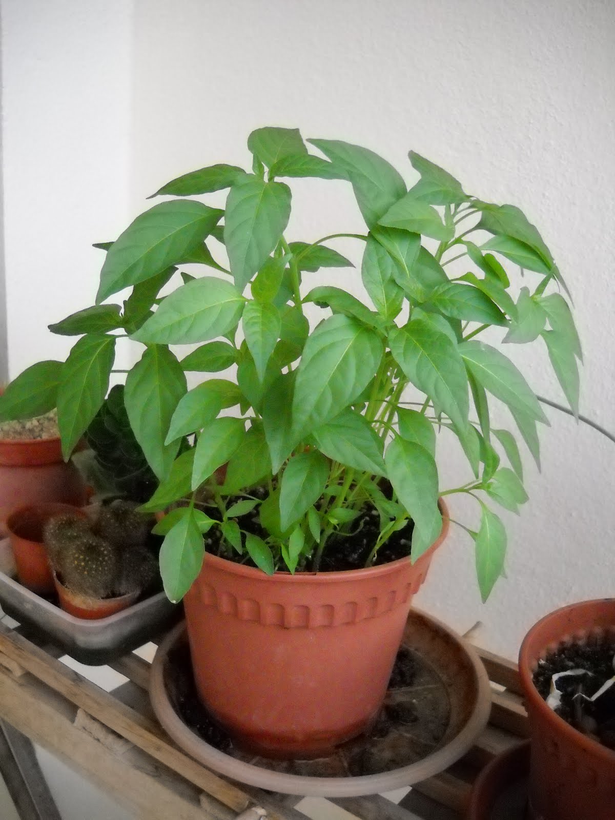 We acquire knowledge from anyone...: My chilli plant....