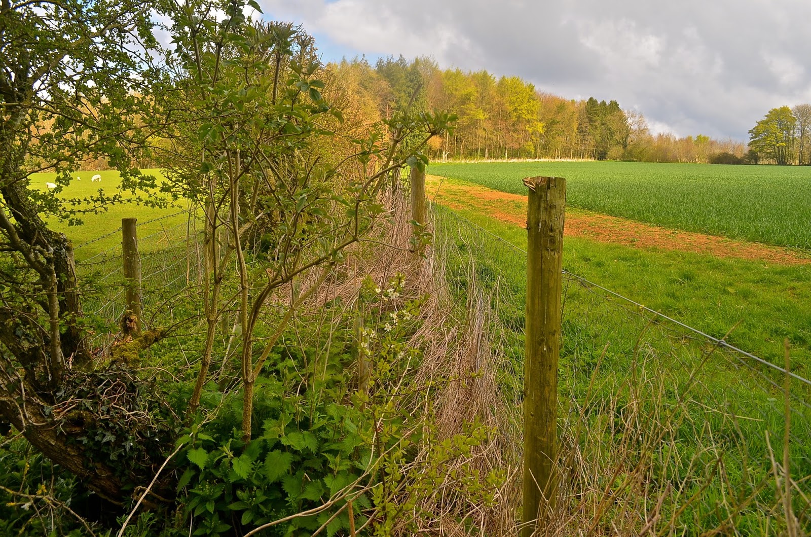 Countryside - 'a behind the scenes view': Fencing with rails?