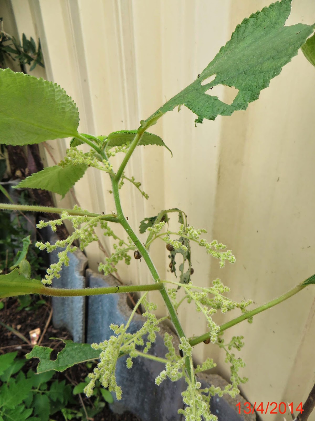 NGÀY MỚI: Cây lá gai