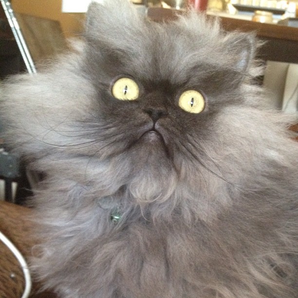 Colonel Meow is the world's angriest cat (15 pics) | Amazing Creatures