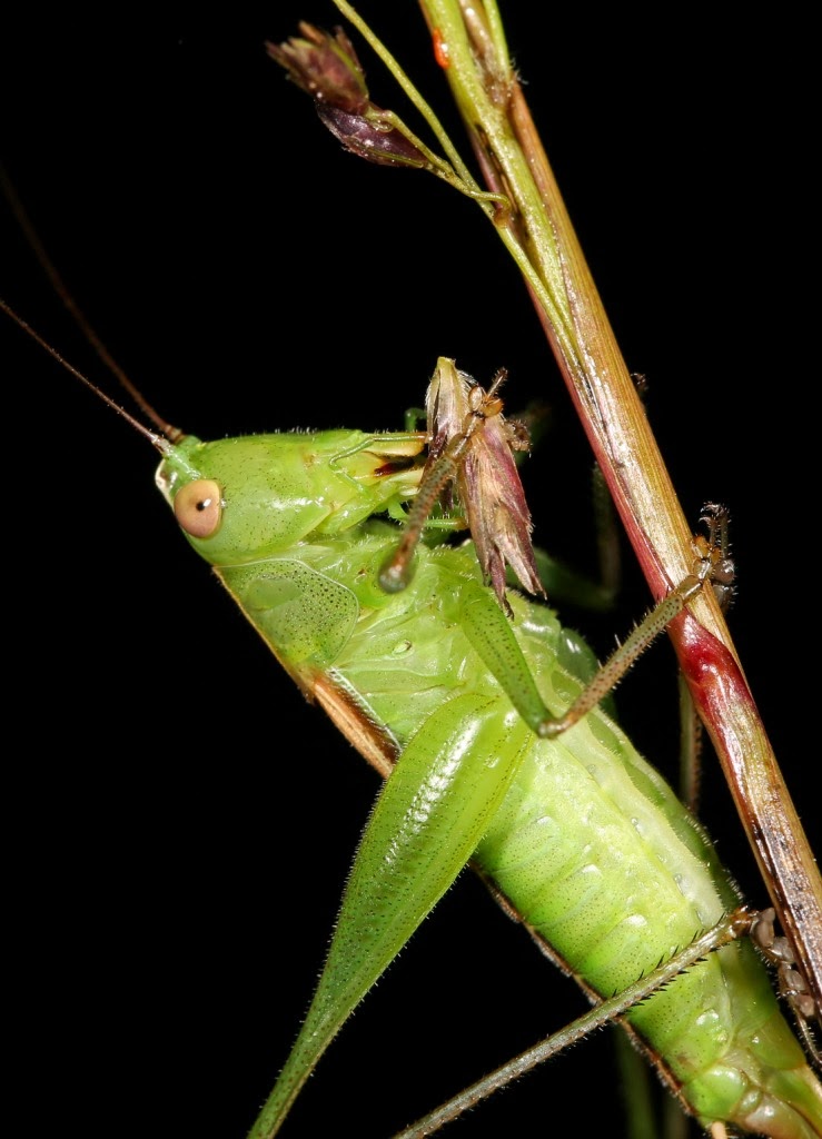 Ohio Birds and Biodiversity: Singing insects' swan song