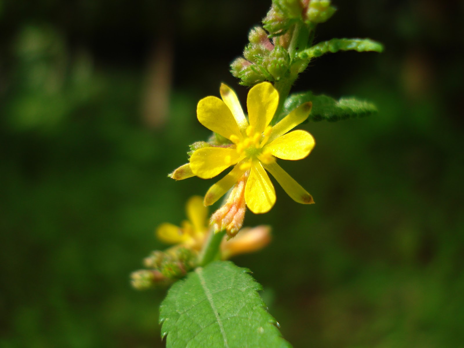 flowers and flowers