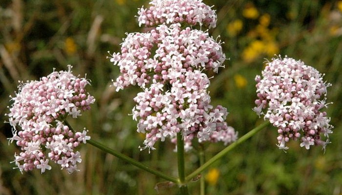 VALERIJANA (VALERIANA OFFICINALIS) - pomaže kod nesanice, nemira i ...