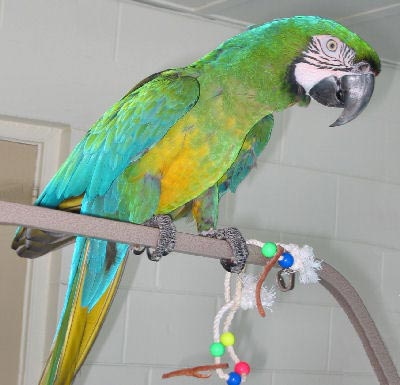 Bayan Puling Serindit Tanau: Miligold Macaw