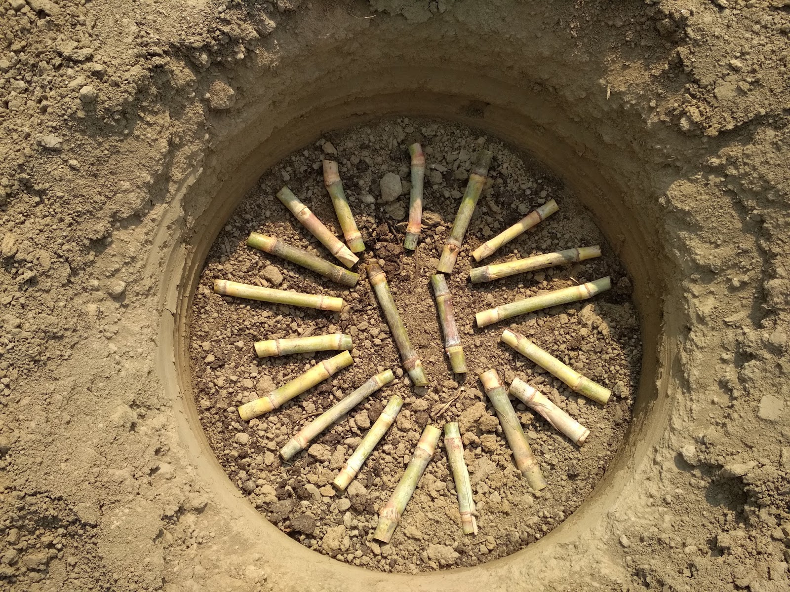 RING/PIT METHOD OF PLANTING IN SUGARCANE