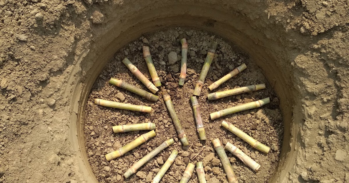 RING/PIT METHOD OF PLANTING IN SUGARCANE