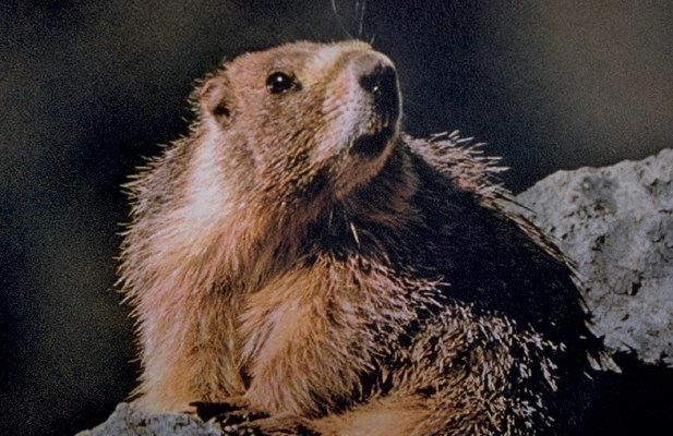 IMÁGENES Y FOTOS DE ANIMALES: Marmota