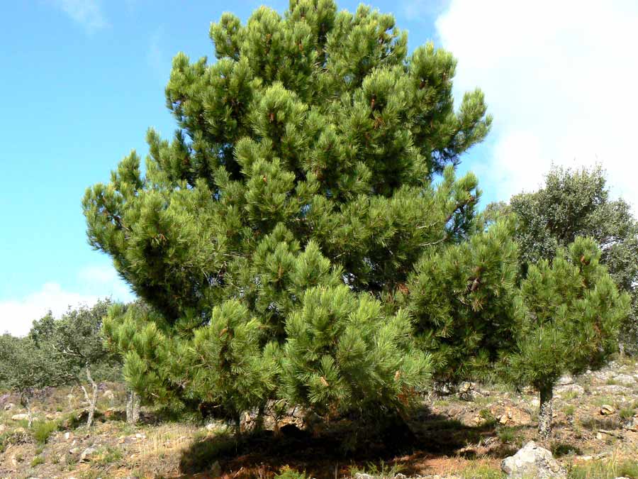 Wildflowers of Andalucia: Pinus pinea