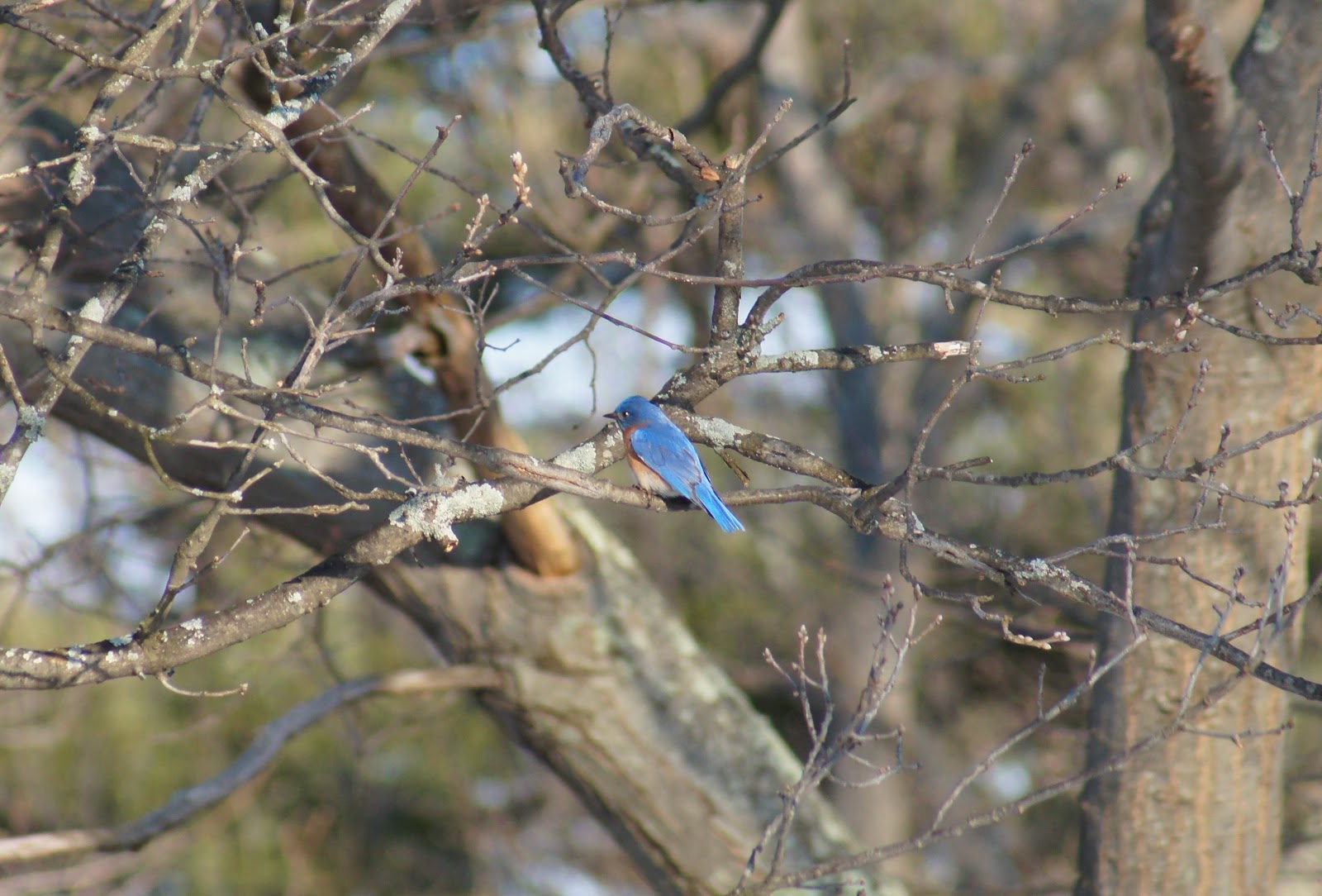 Things with Wings: Eastern Bluebirds