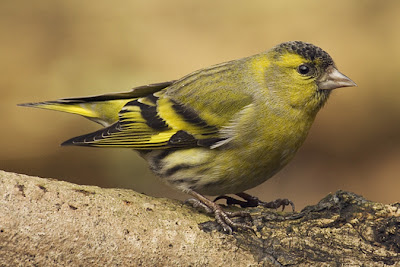 Canarios Marques: Lugre ( Carduelis Spinus )