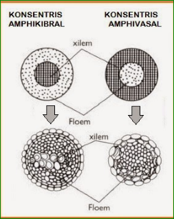 Jaringan Pada Tumbuhan Kelas XI ~ BIOLOGI SMA