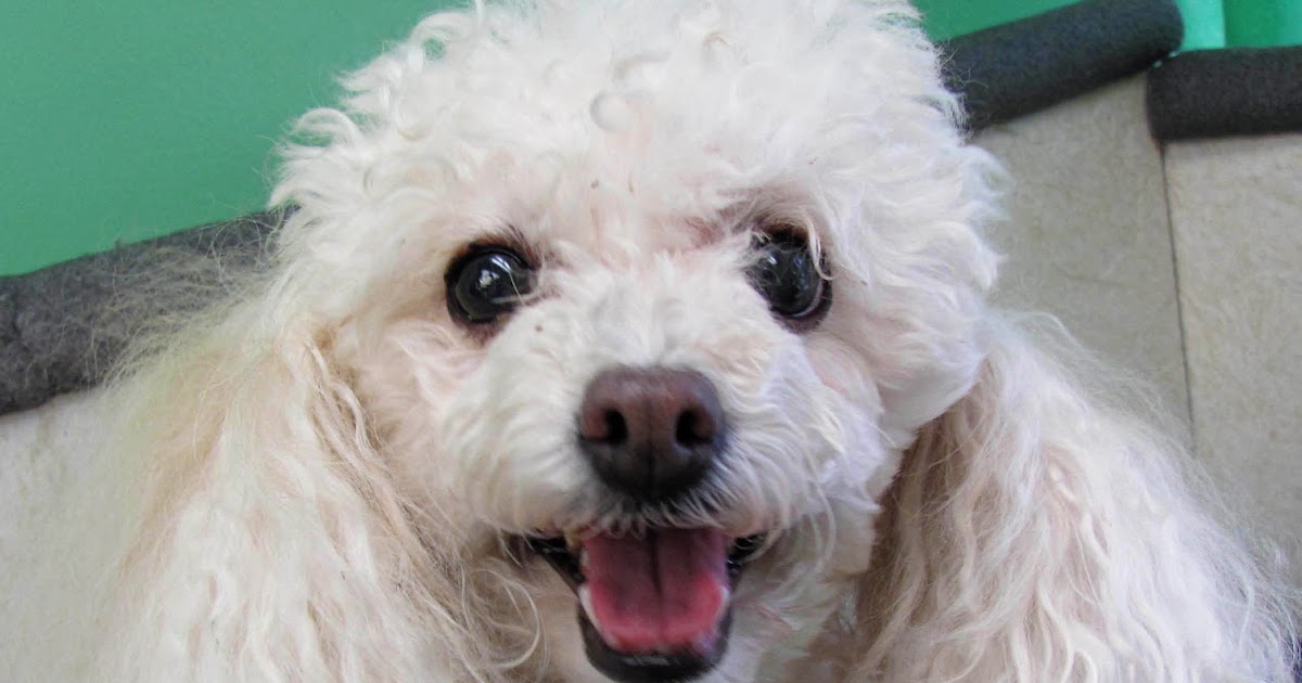 Pet Grooming: The Good, The Bad, & The Furry: What Would You Do? Poodle ...