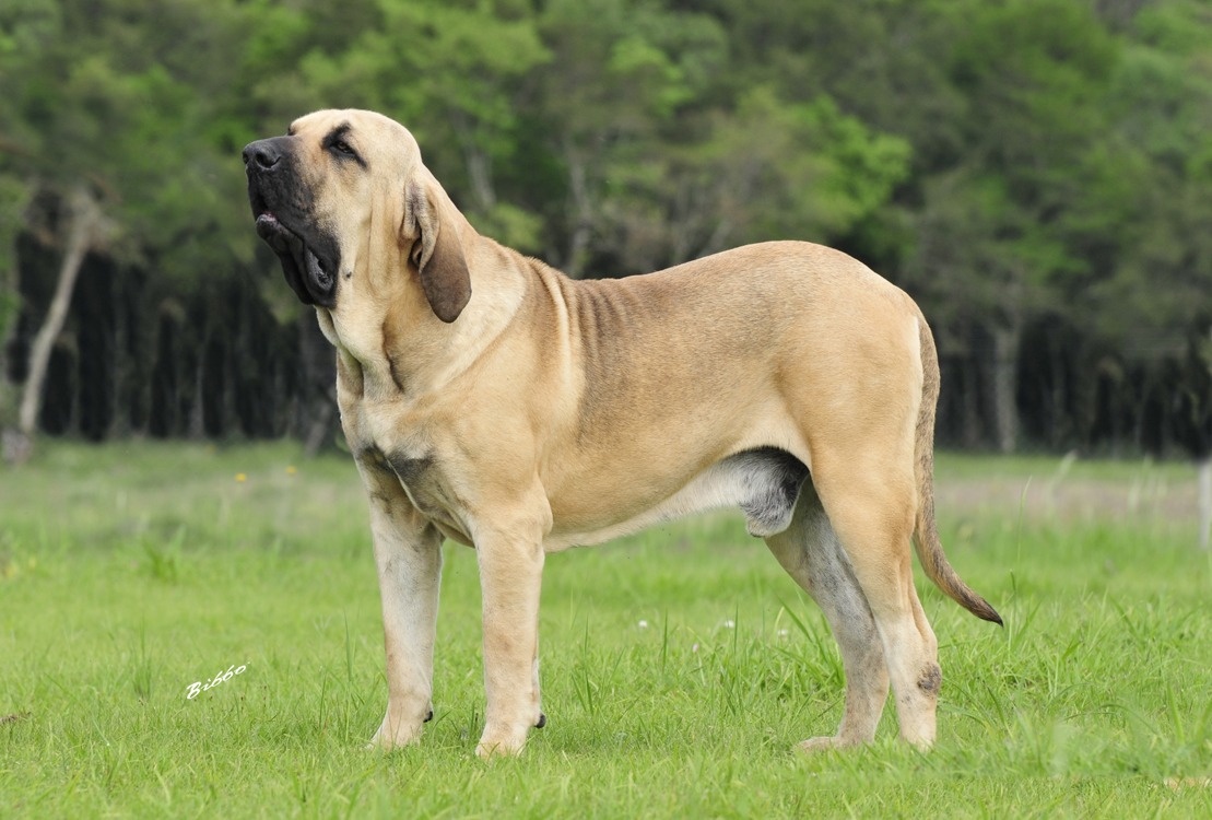 Fila brasileiro