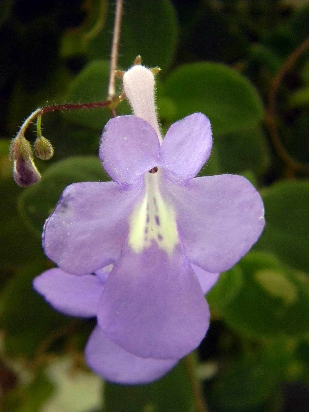 Flower of the day by Frances: November 2013
