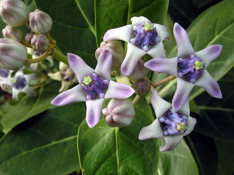 Botanical world: Calotropis gigantea