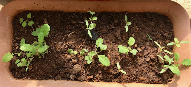 How To Harvest Mustard Seeds