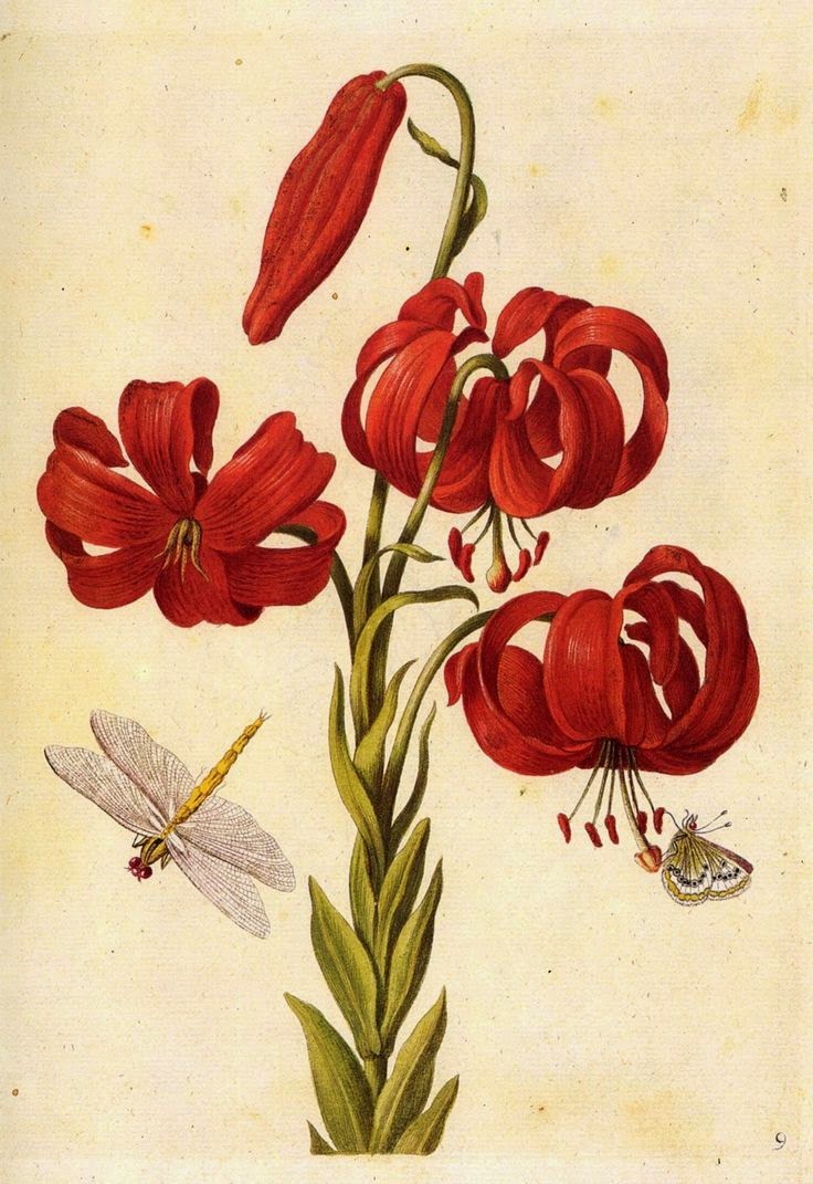 The Painted Prism: WOMEN ARTISTS: Maria Sibylla Merian