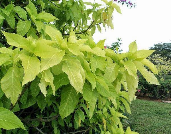 Jual pohon kol banda (pisonia alba) | supplier aneka pohon pelindung ...