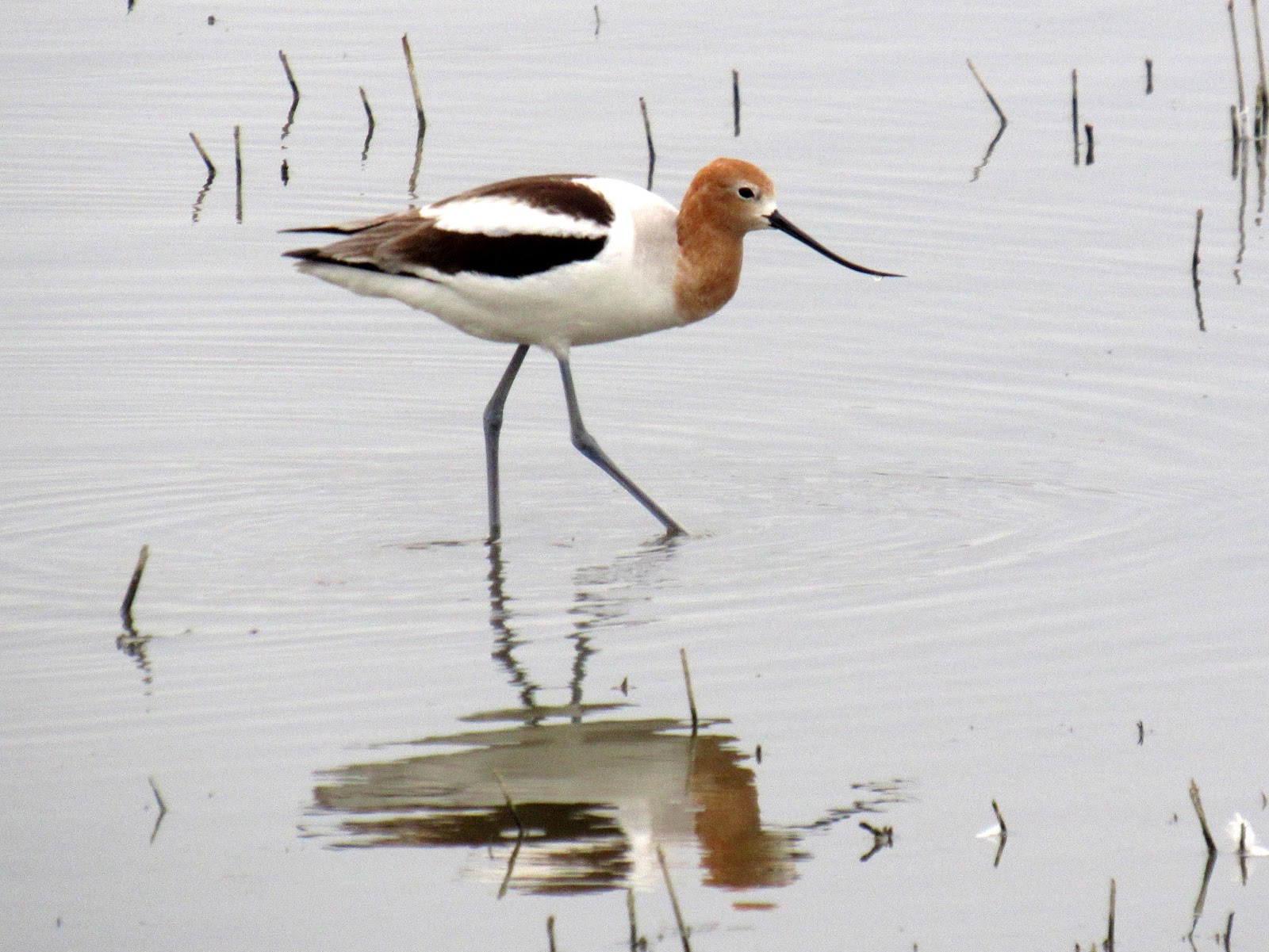Elegant American Avocets