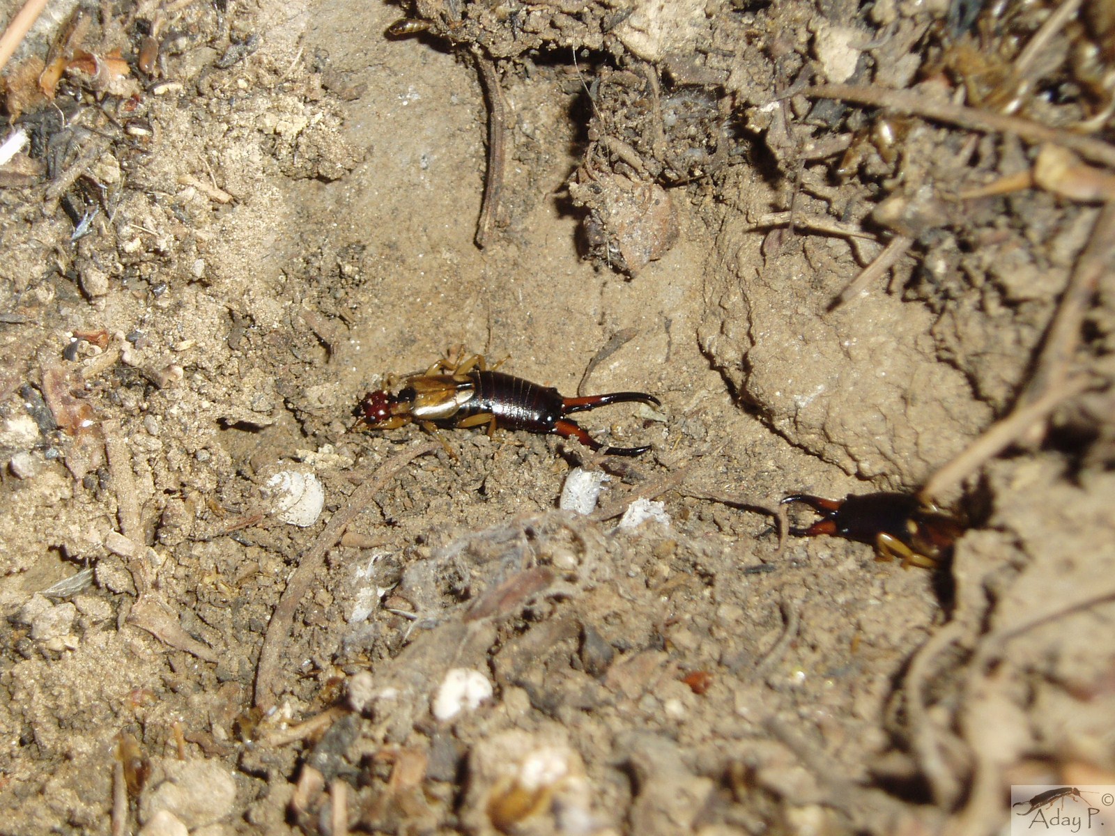 Artropodolandia: Dermápteros