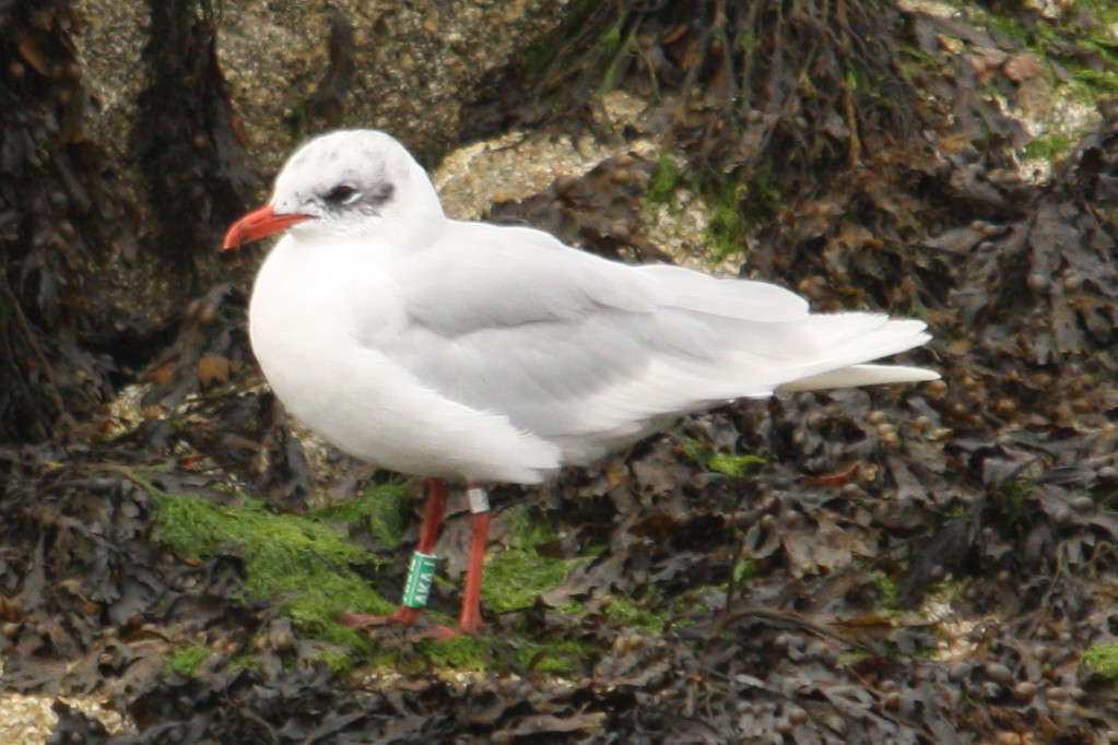 Tallaght Gulls + Rings: August Coloured Rings