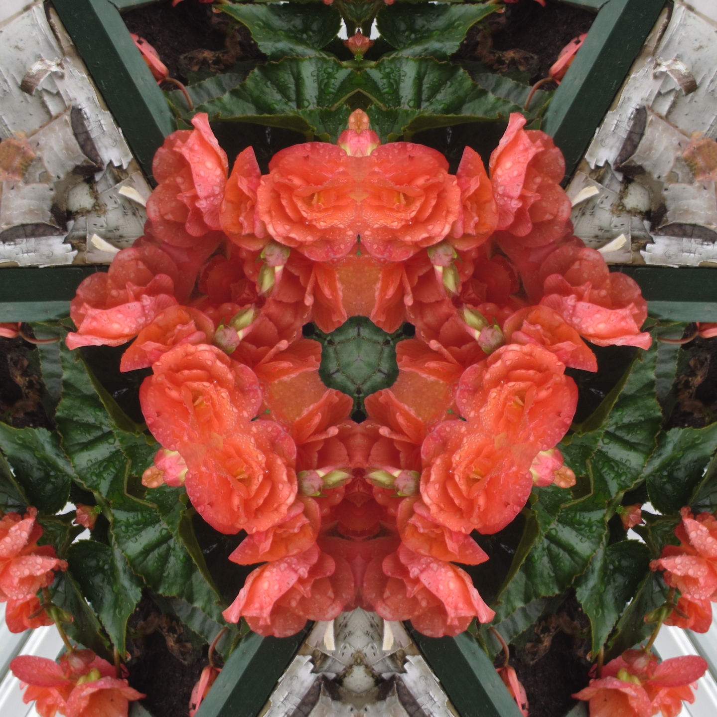 Fab Fabrications--Kaleidoscopes from Nature Images Emphasizing Geometry ...