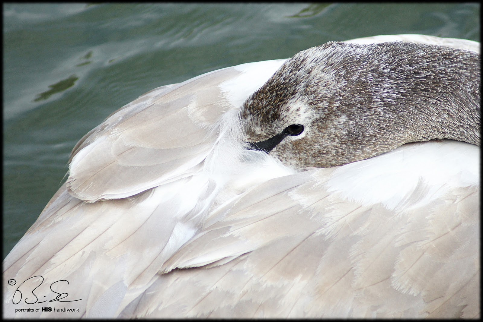 portraits of HIS handiwork: LaSalle's Waterbirds