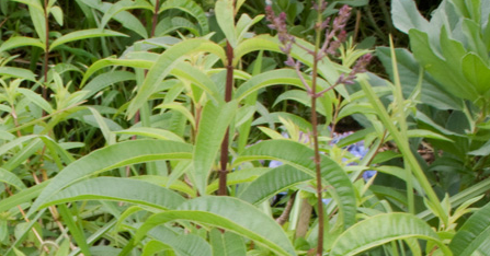 Remedio con cidrón – cedrón (Lippia citriodora )