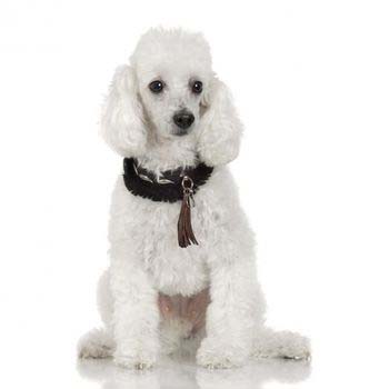 Como Entrenar a Un Poodle | Como Educar Perros