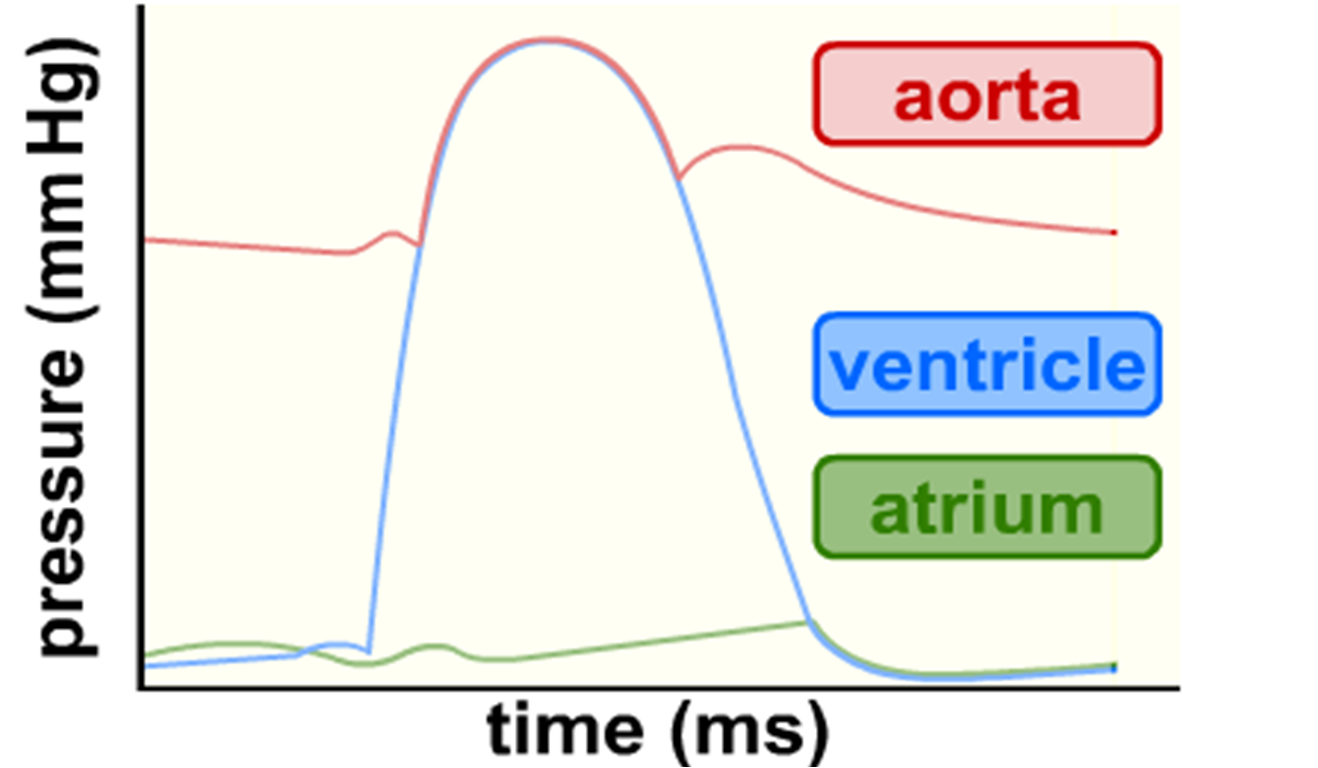 AS biology King Alfred's Academy : Heart structure and cardiac cycle ...