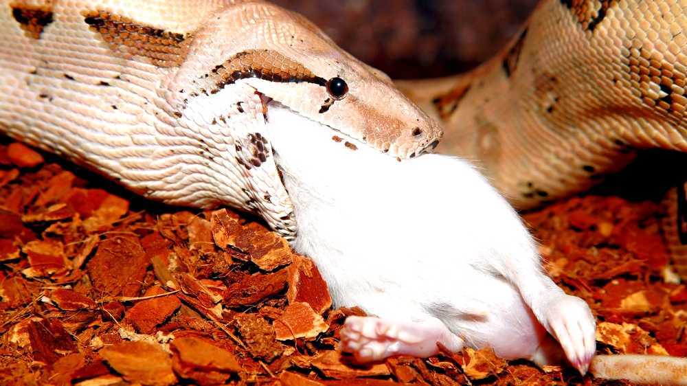 Esophageal food bolus obstruction