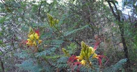 Argentina nativa: Barba de chivo (Erythrostemon gilliesii)